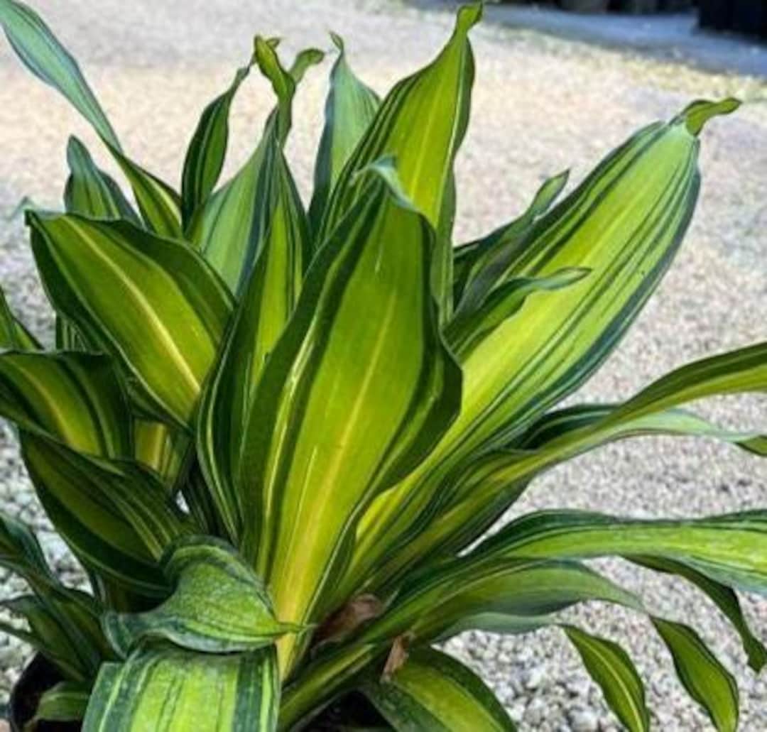 Dracaena Marley - 3 Gallon - Etsy