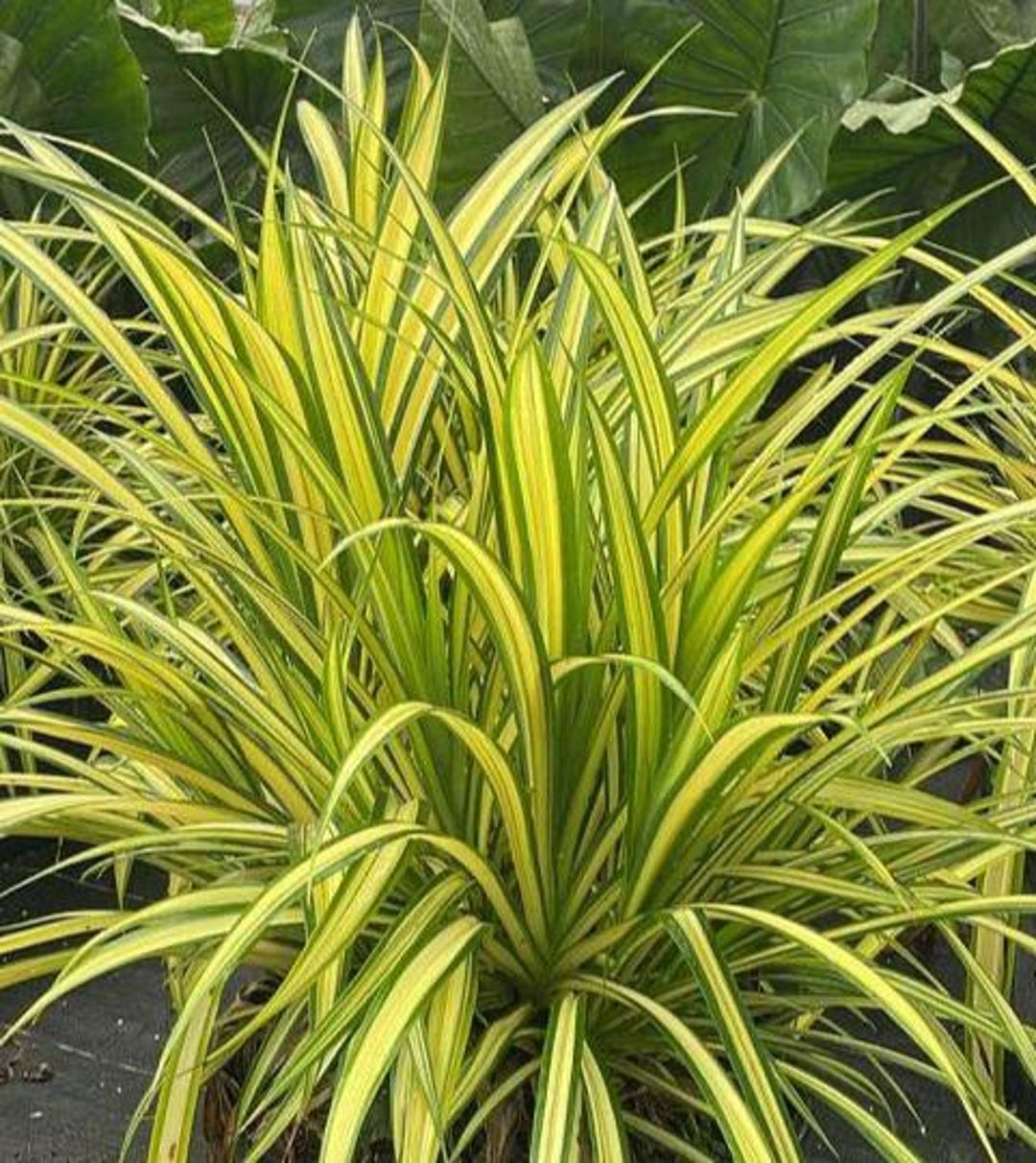 Pandanus Baptistii Aureus - Variegated Dwarf Pandanus - Live Plant - Etsy