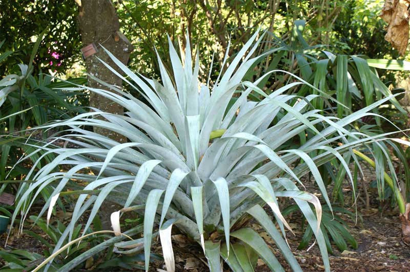Alcantarea Odorata Bromeliad 3 Gallon - Etsy