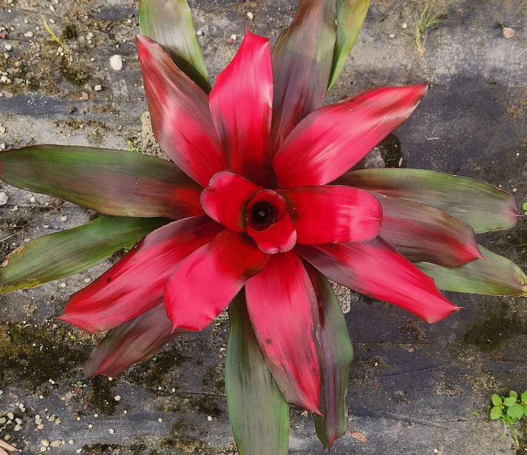 Bromeliad Neoregelia Magali - Etsy