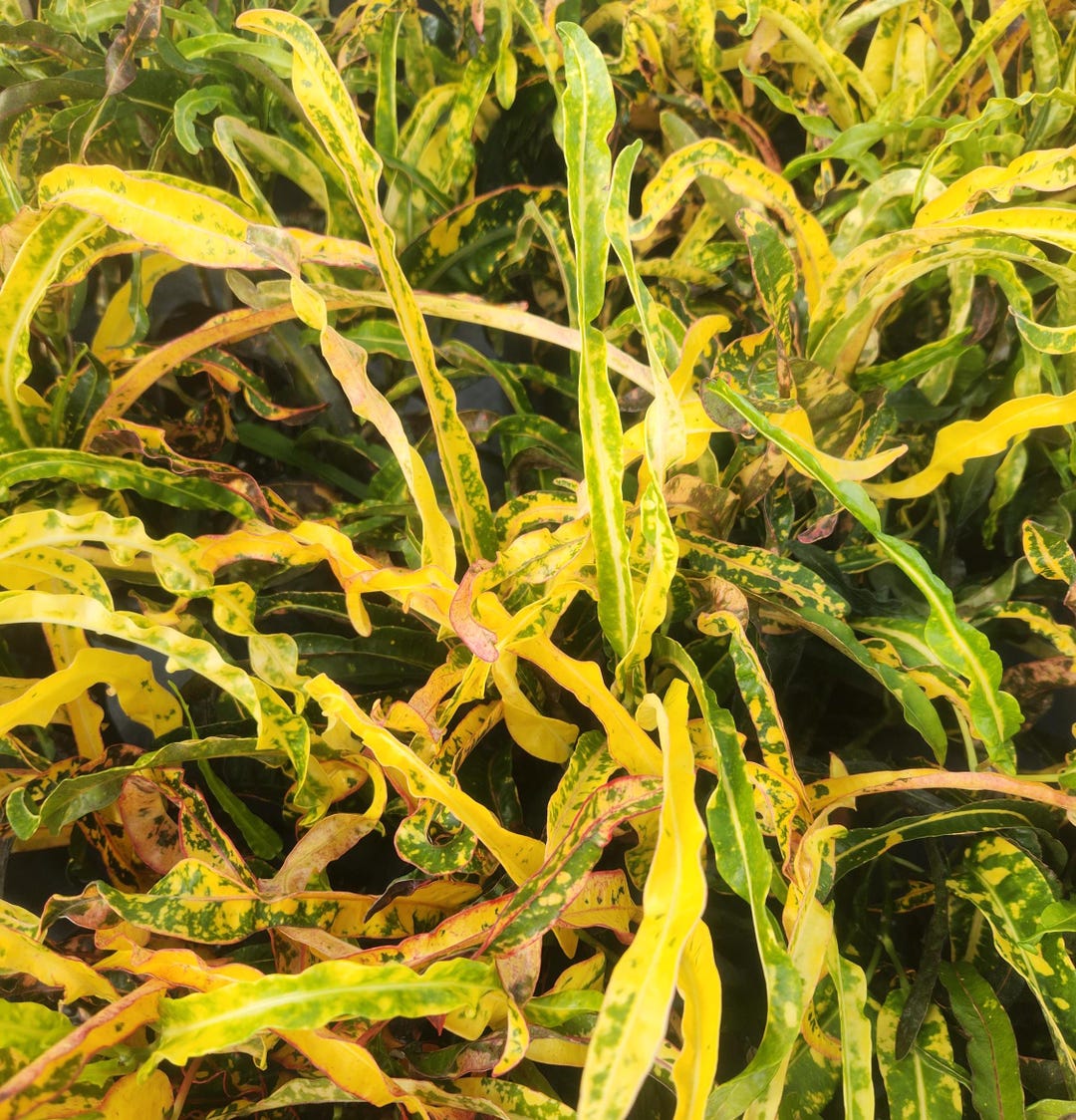 Codiaeum Variegatum - Croton Dreadlock - Etsy