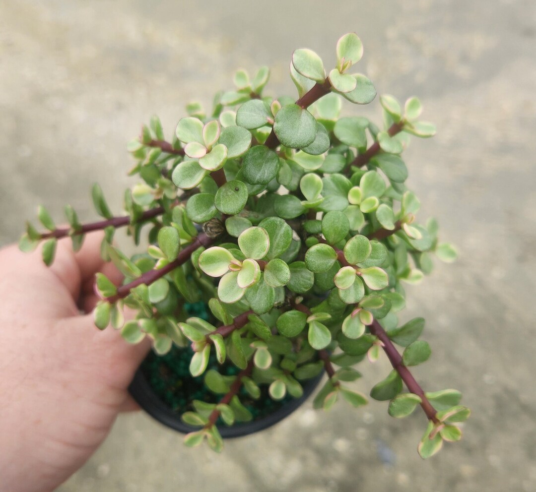 Variegated Mini Jade Bonsai Start Portulacaria Afra Grown in a 4 Pot - Etsy