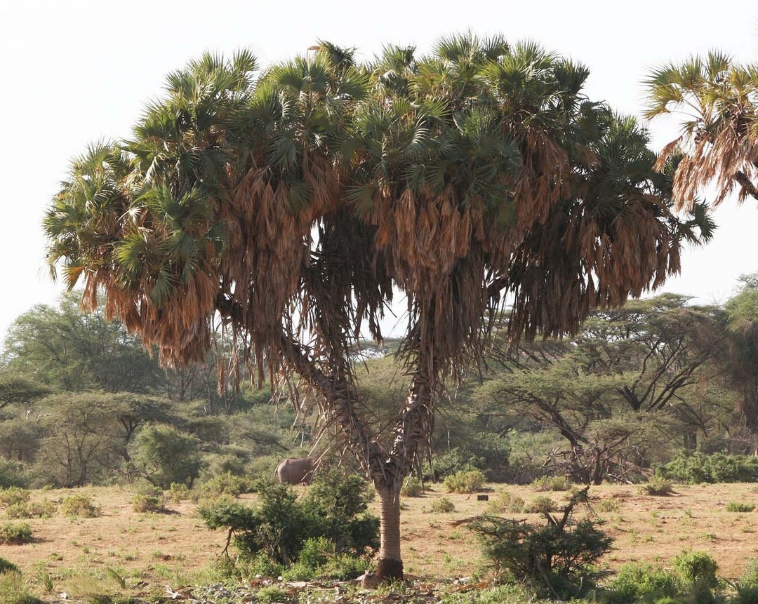 Hyphaene Compressa Doum Palm Grown in a 3 Gallon Pot - Etsy