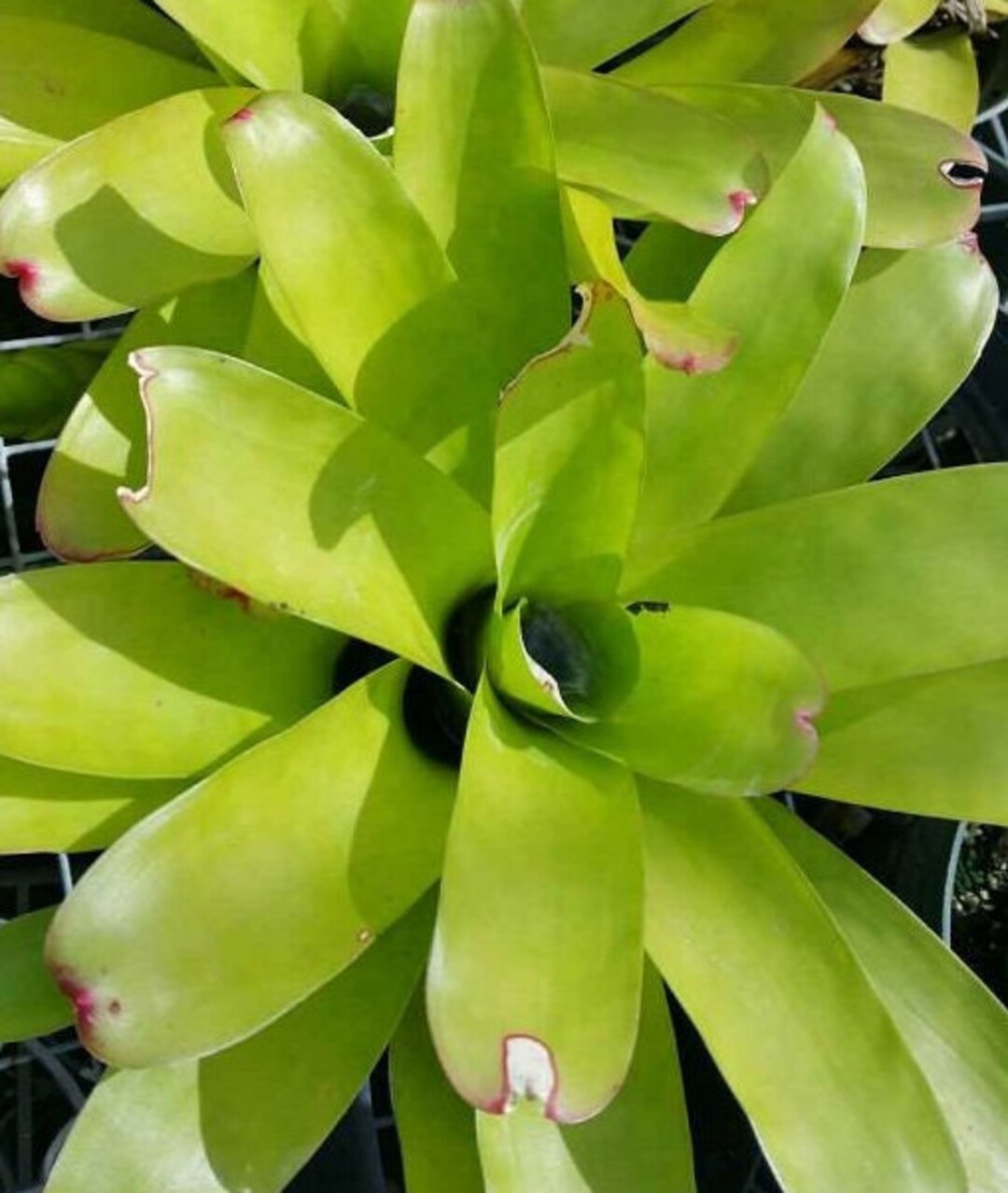Neoregelia Compacta Bromeliad - Etsy