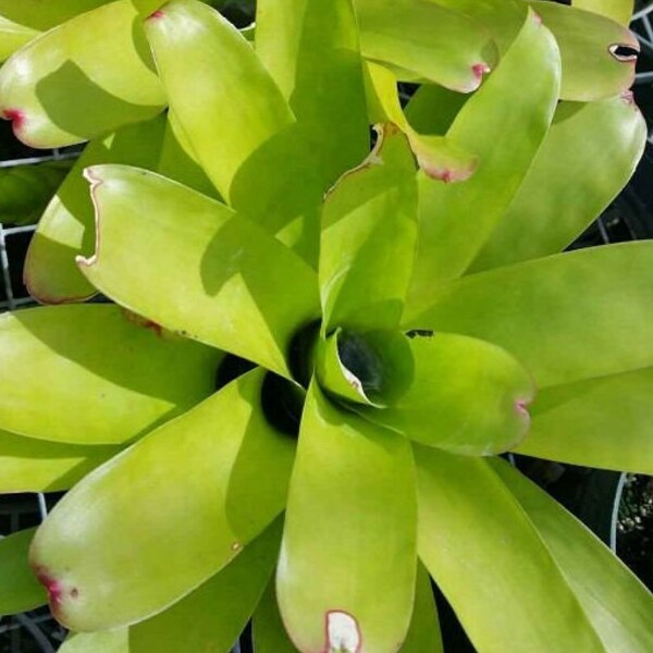 Neoregelia - Etsy