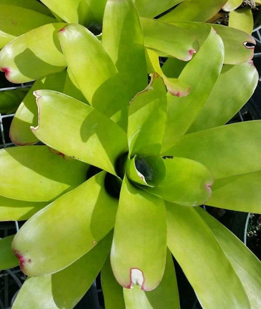 Neoregelia Compacta Bromeliad - Etsy