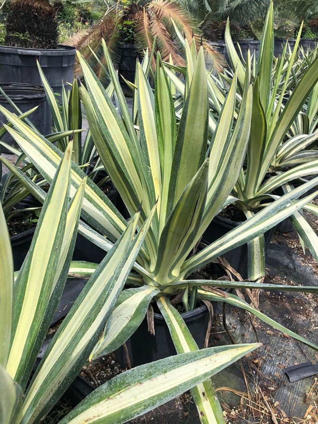 Agave Tequilana Weberi 3 Gallon - Etsy