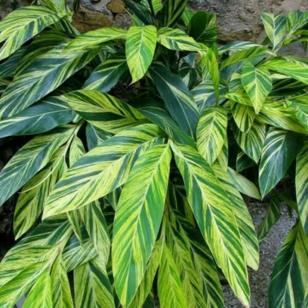 Variegated Ginger Plant - Etsy