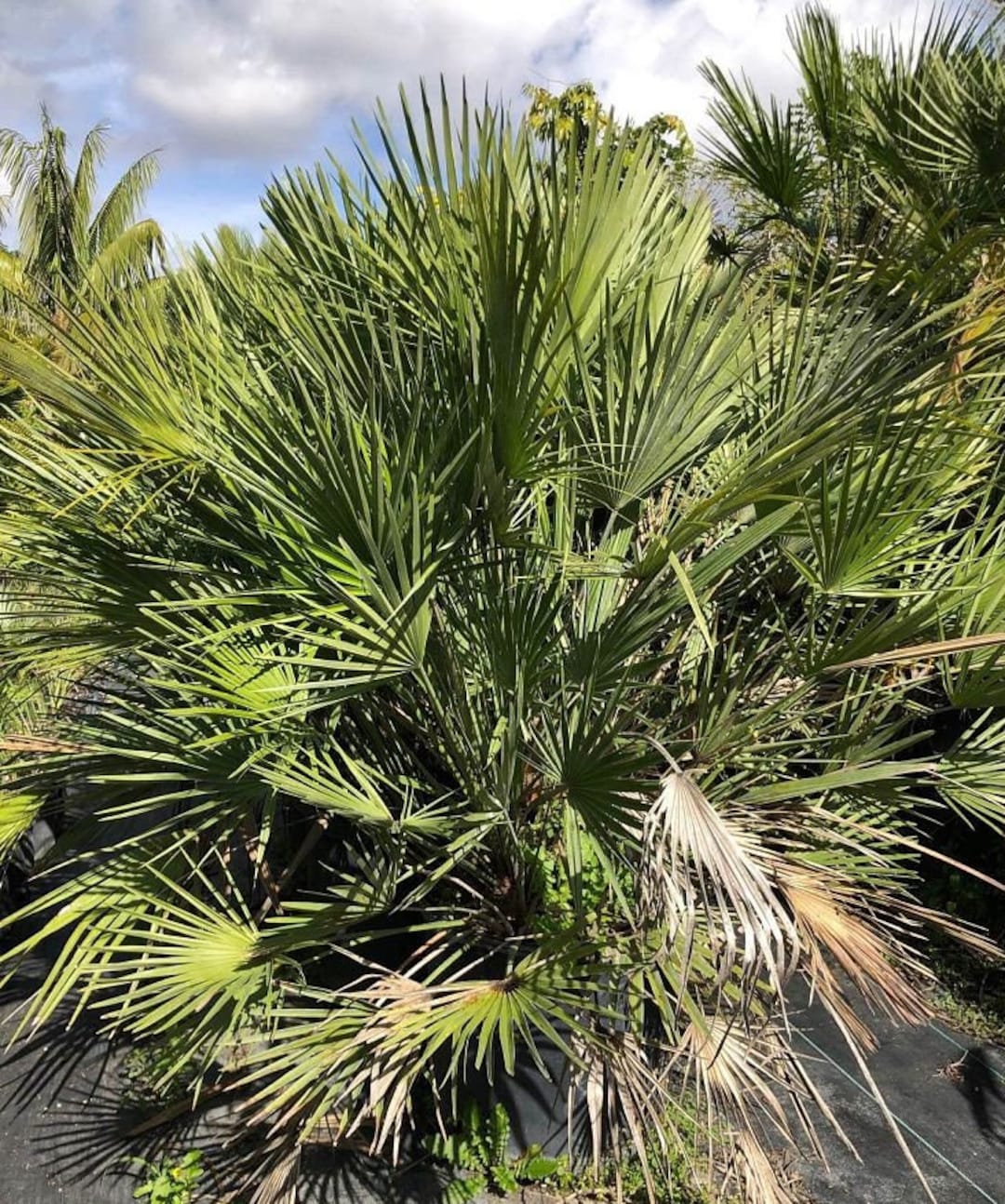 Chamaerops Humilis European Fan Palm Mediterranean Fan Palm 2 Gallon ...