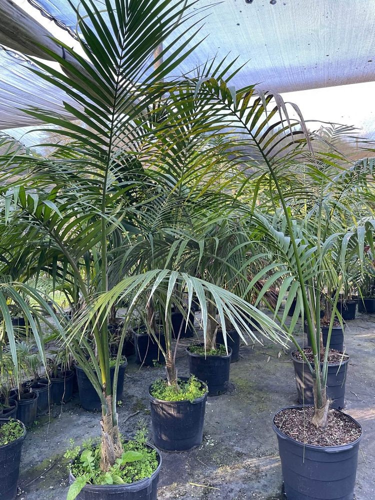 Full Grown Kentia Palm