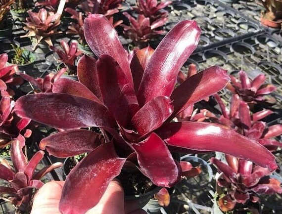 Neoregelia Dwarf Red Bromelia - Etsy