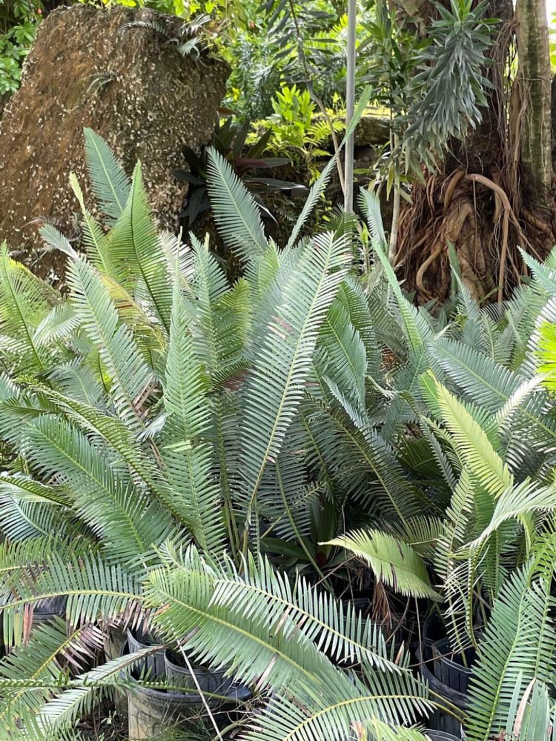 Dioon Edule - Mexican Fern Palm - Cycad - FLORIDA ONLY - Etsy