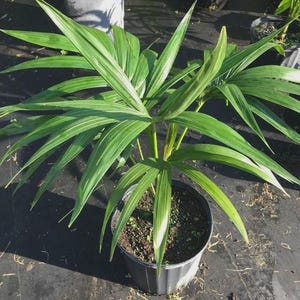 Howea Forsteriana - Kentia Palm - Live Plant - Etsy