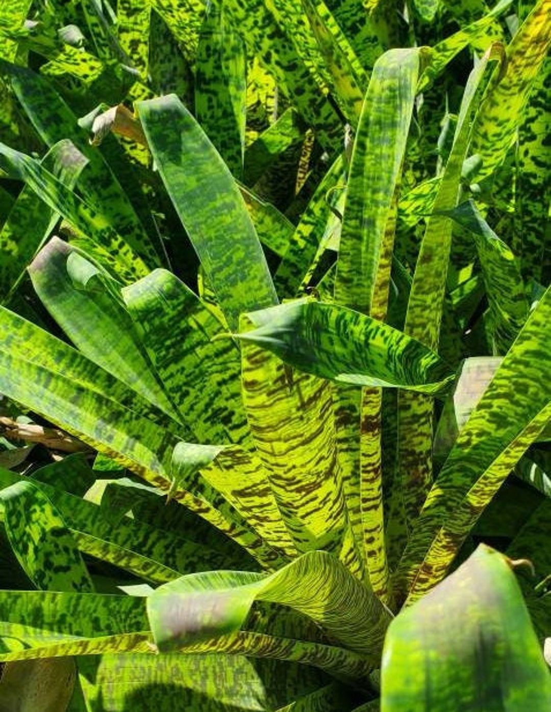 Vriesea Ospinae Var. Gruberi -goudaea Ospinae - Etsy