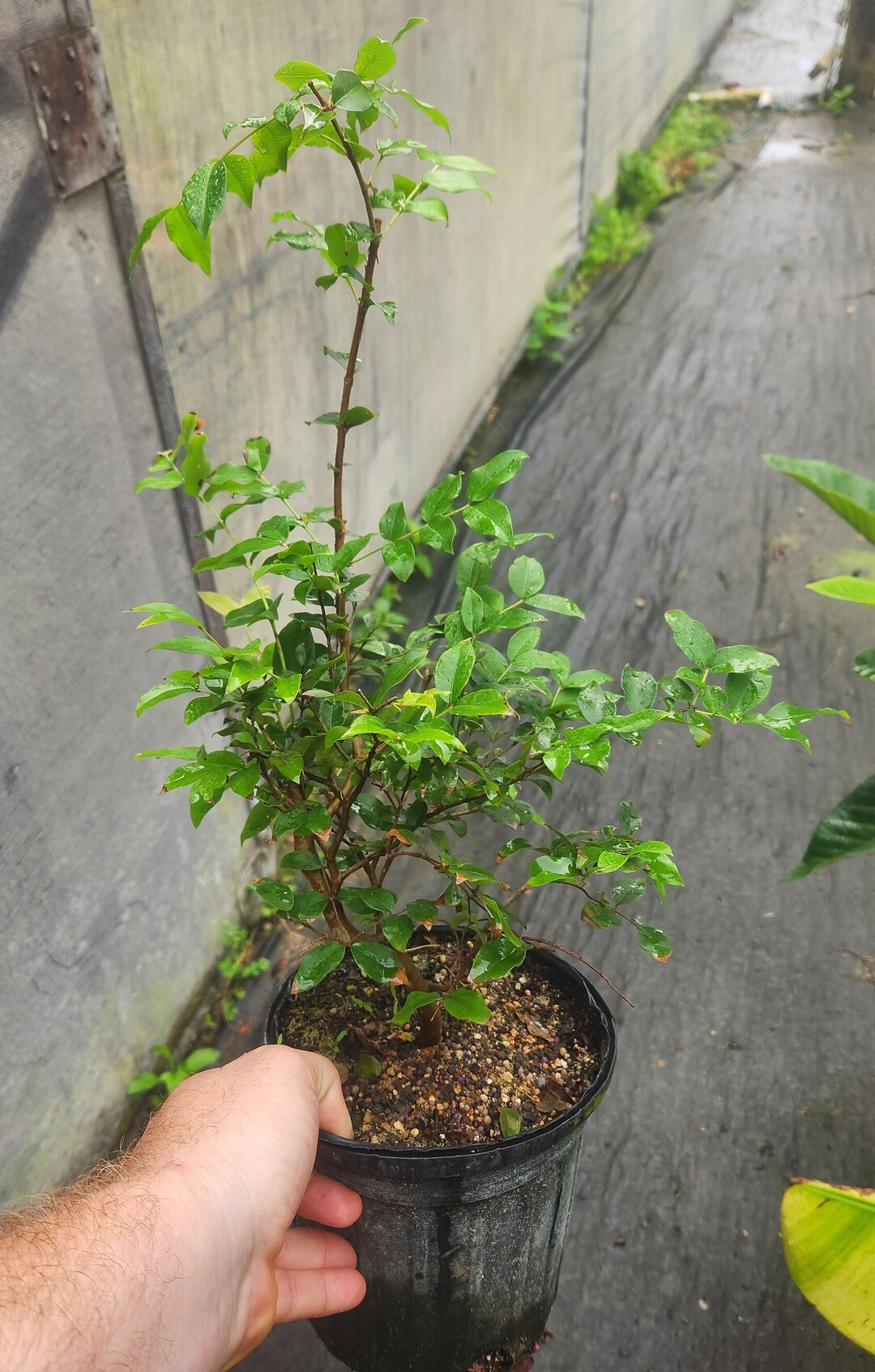Plinia Cauliflora Jaboticaba Myrciaria Cauliflora Grown in a 1 Gallon ...