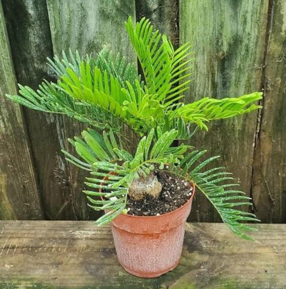 Cycadophyta Zamia Pumila