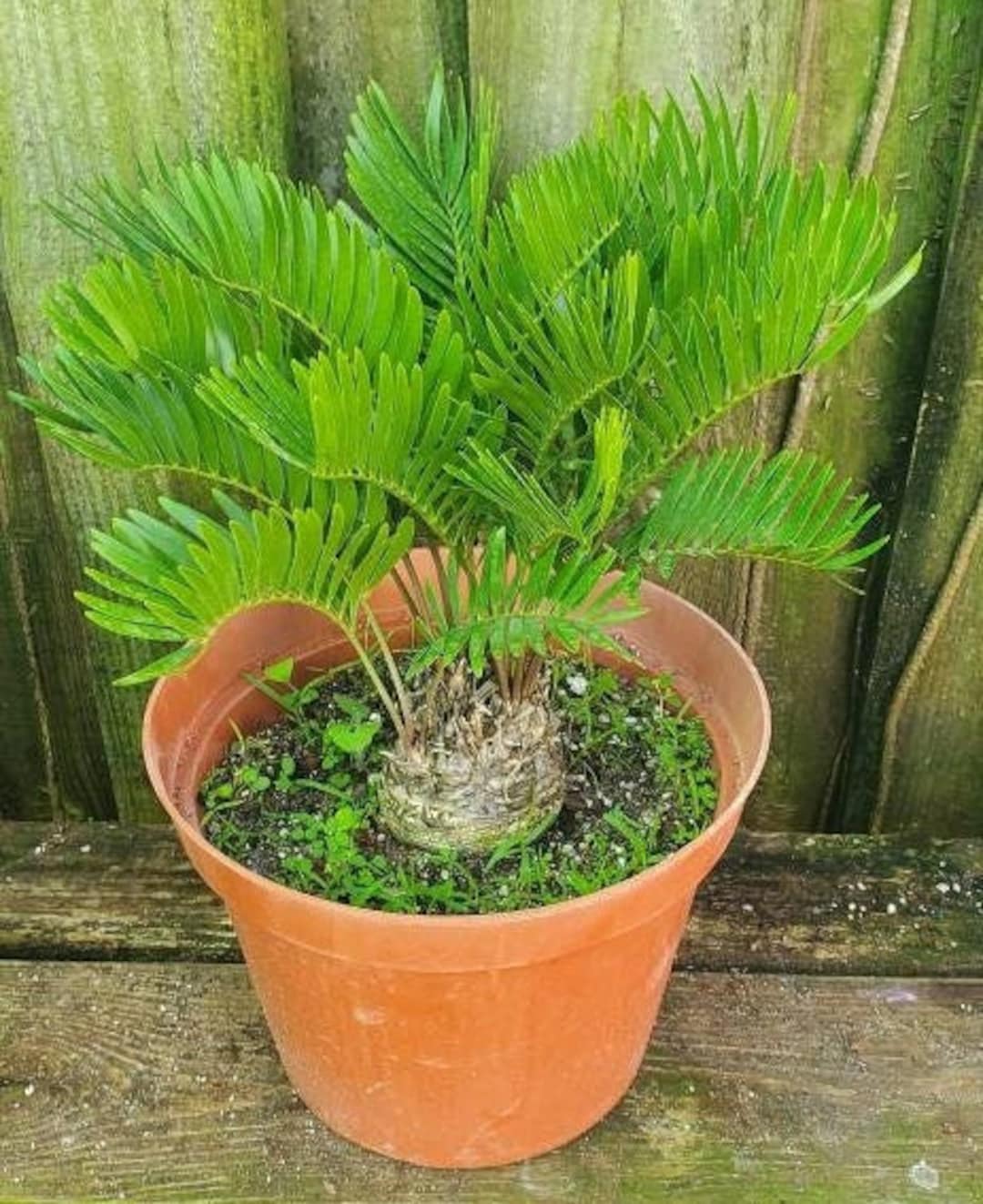 Cycadophyta Zamia Pumila