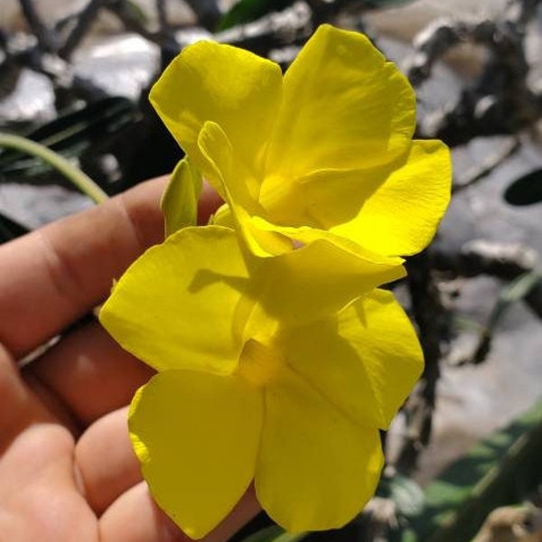 Madagascar Palm - Etsy