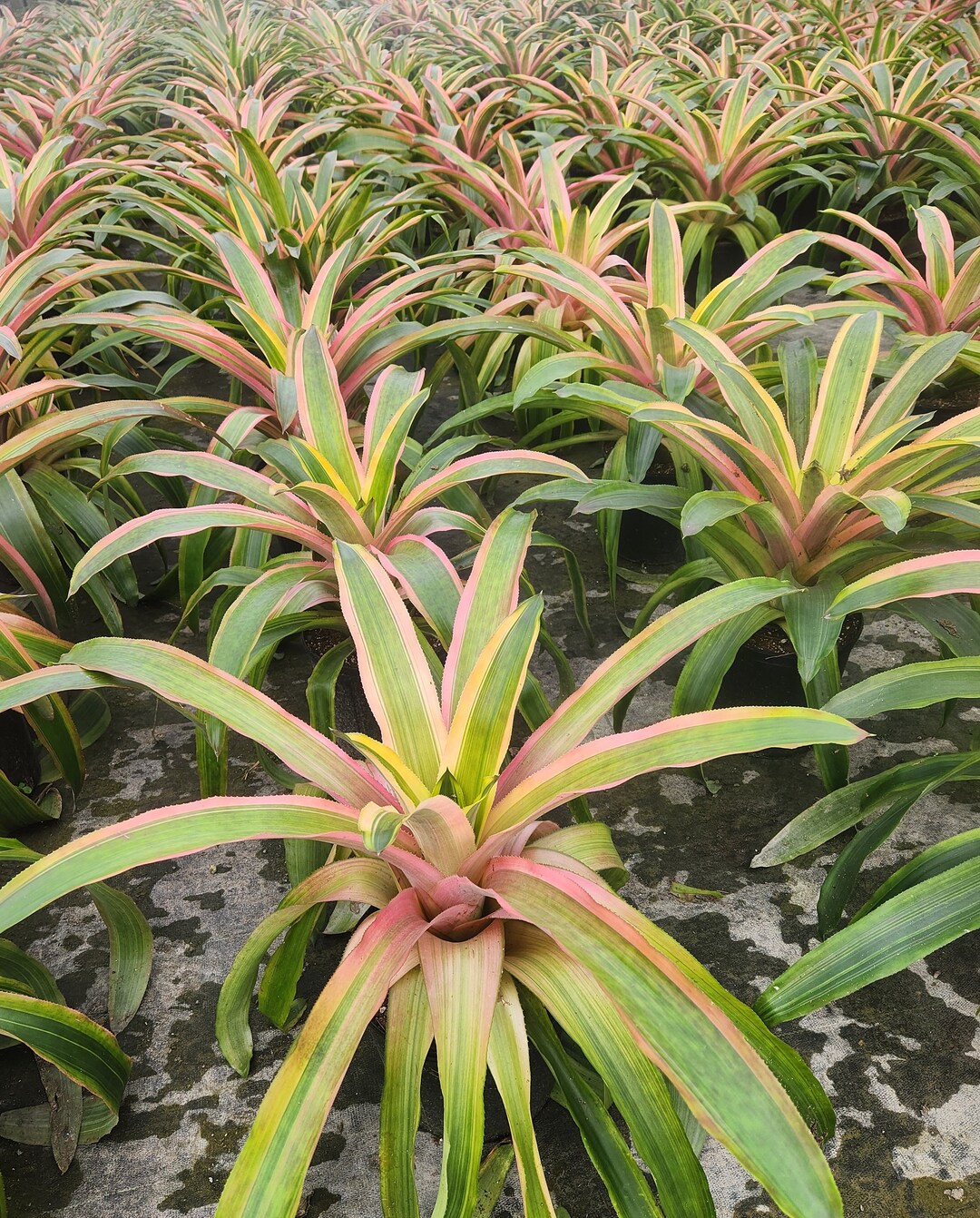 Bromeliad Aechmea Lueddemanniana Mend - Live Plant - Etsy