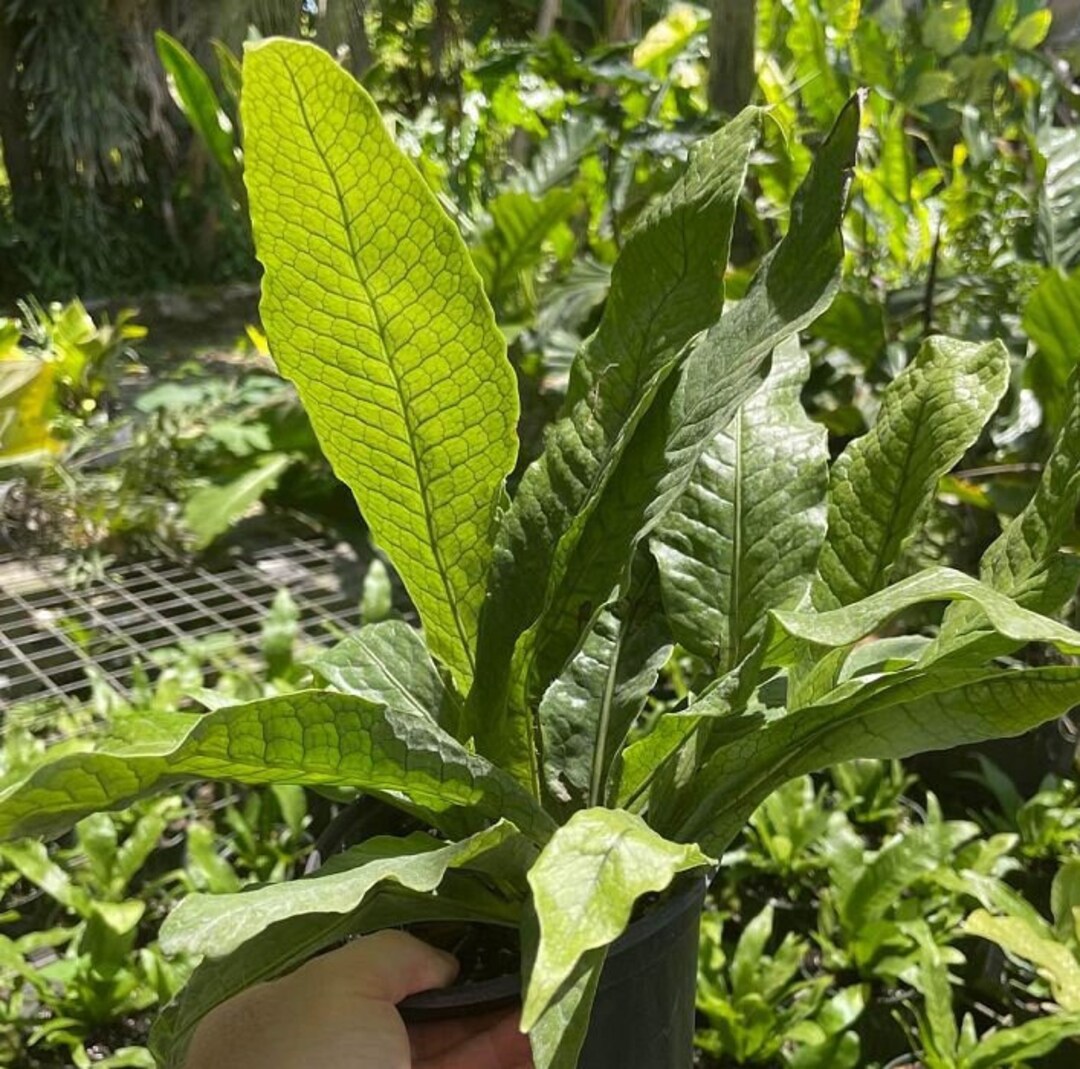 Microsorum Musifolium Crocodile Fern Crocodylus Fern - Etsy