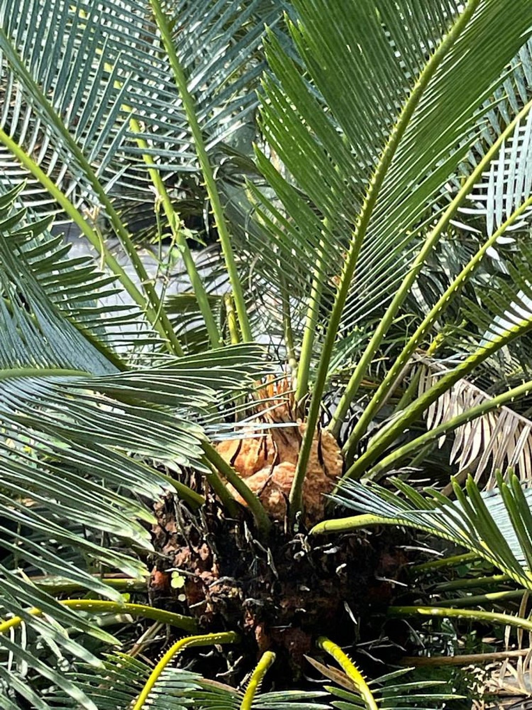 Cycas Panzhihuaensis 15 Gallon Pot - Etsy