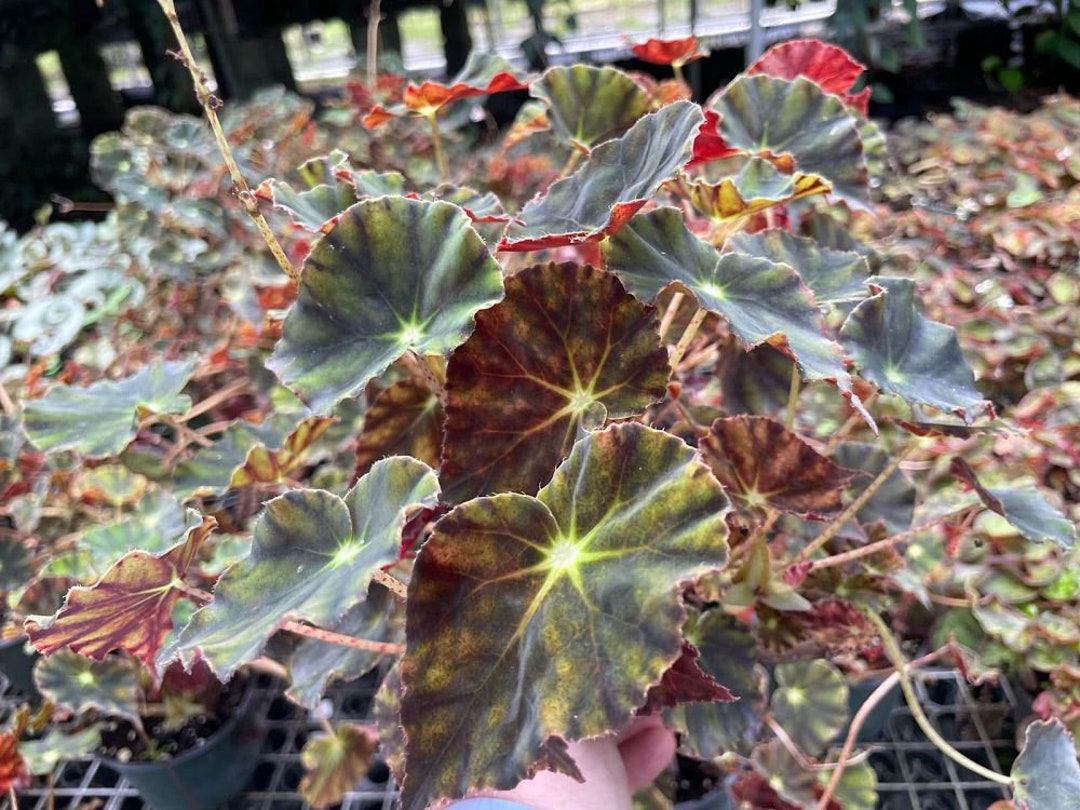Begonia Bowerae Eyelash Begonia Grown in a 4 Pot - Etsy