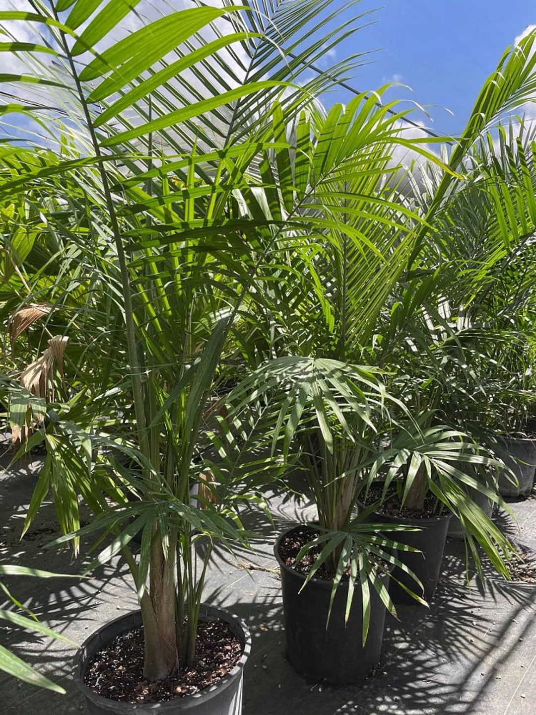 Ravenea Rivularis Majesty Palm Grown in a 7 Gallon Pot Local Sales Only ...