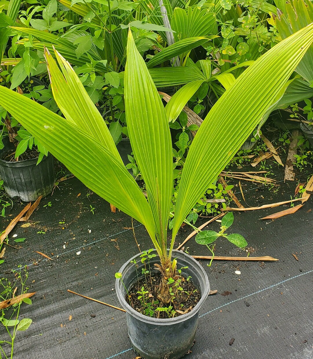 Pritchardia Pacifica Palm - Fiji Fan Palm - Live Plant - Etsy