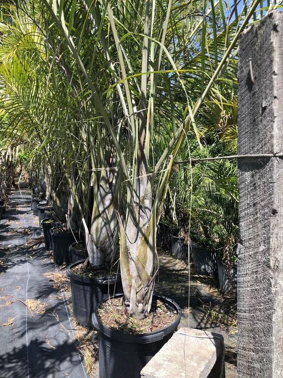 Triangle Palm Tree Like