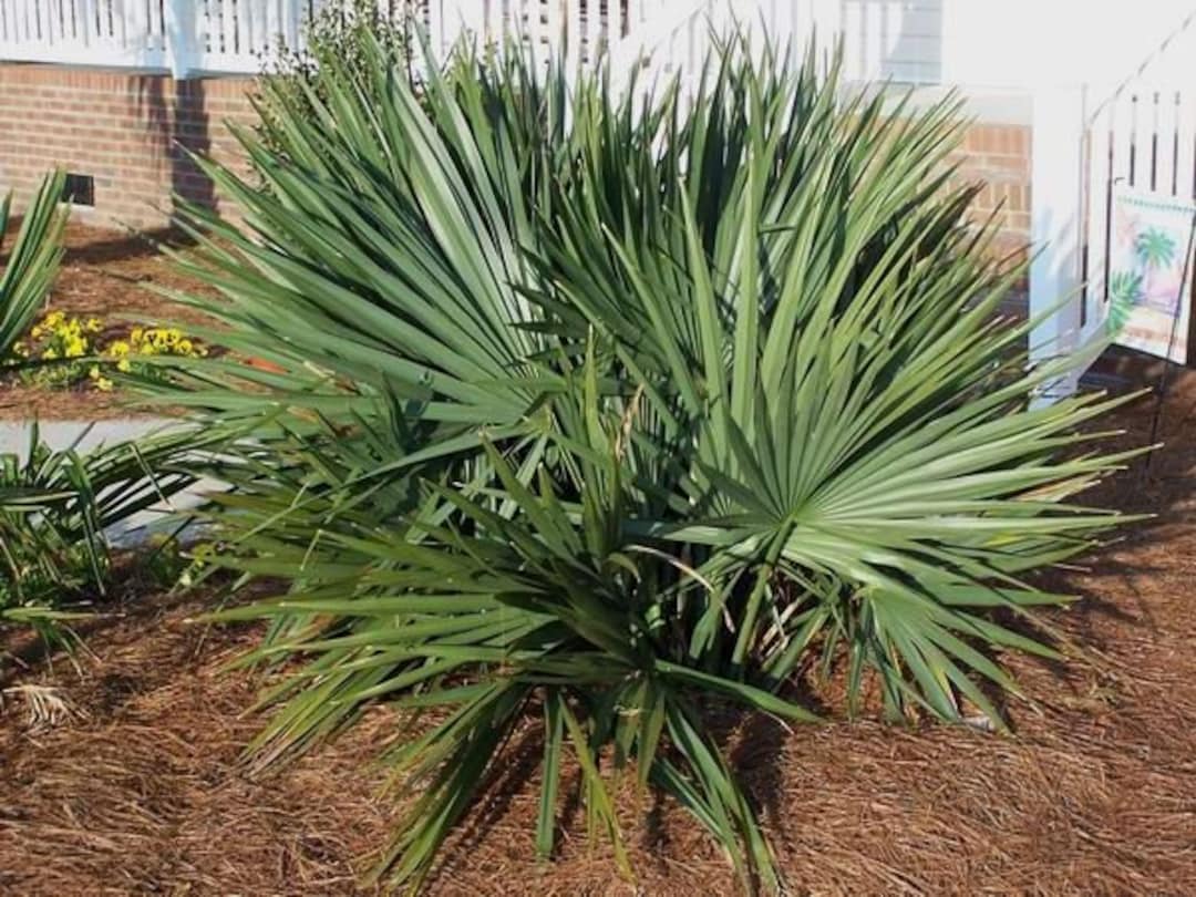 Sabal Minor - Dwarf Blue Stem Palmetto - Live Plant - Etsy