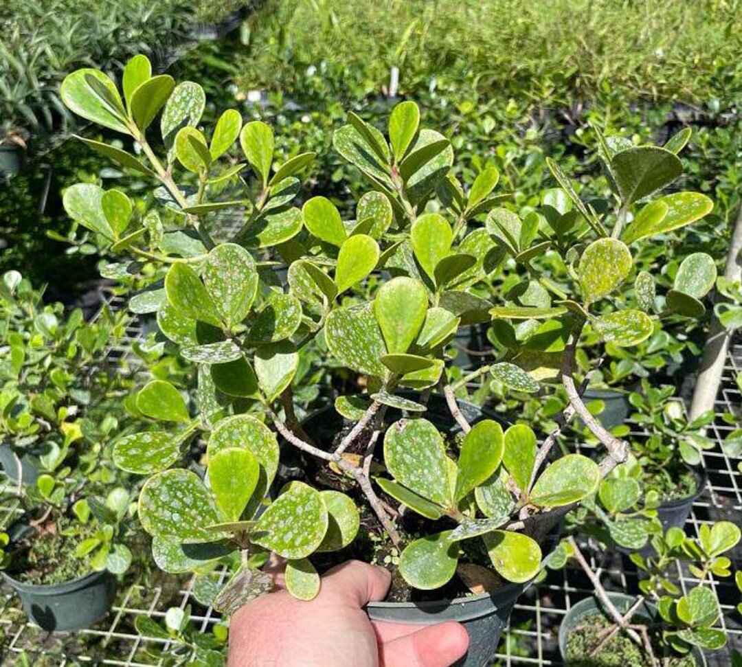 Clusia Rosea Nana - Dwarf Pitch Apple - Live Plant - Etsy