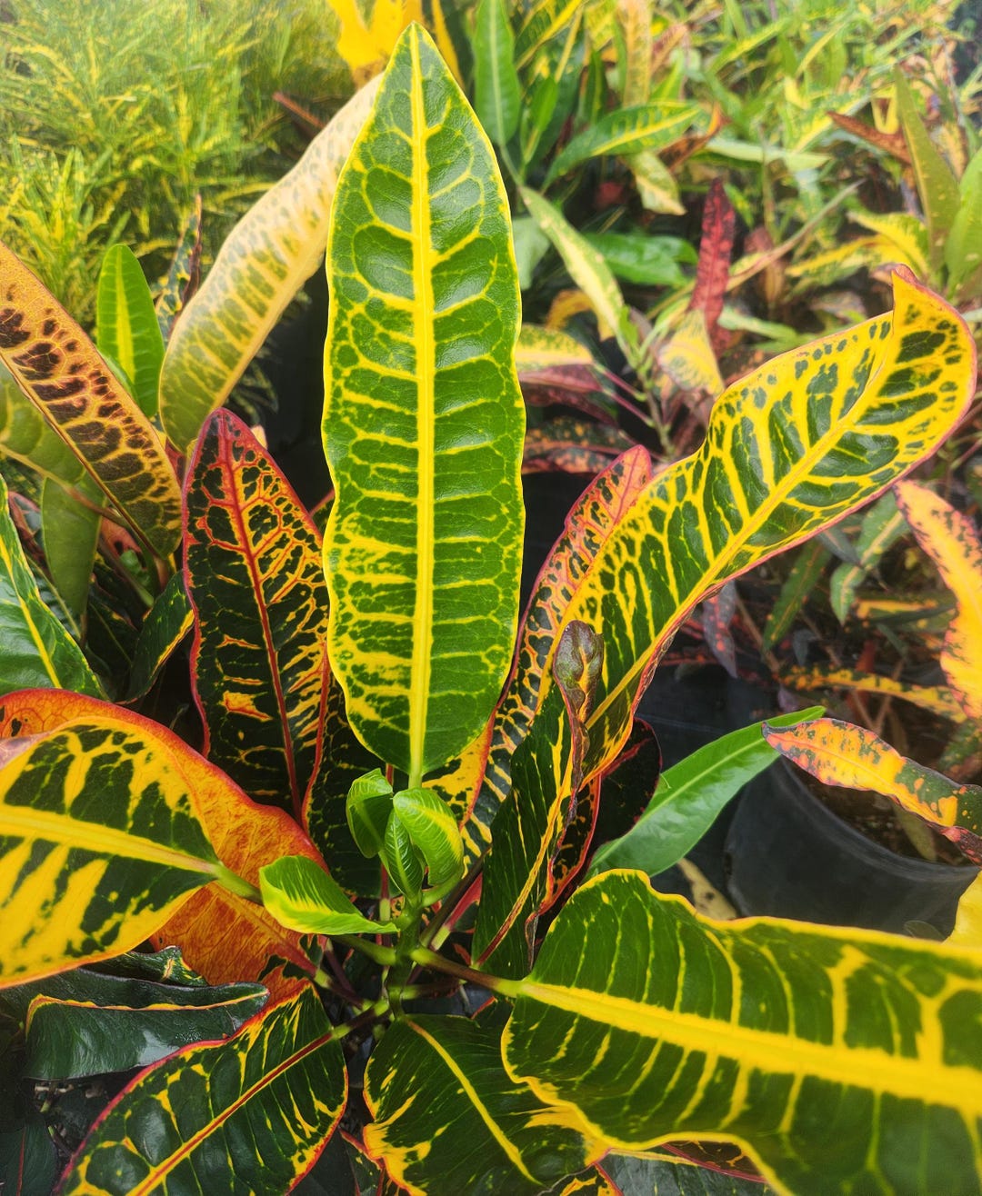 Codiaeum Variegatum - Croton Congo - Live Plant - Etsy