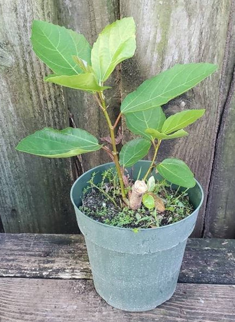 Ficus Sur Broom Cluster Fig Cape Fig Grown in a 6 - Etsy