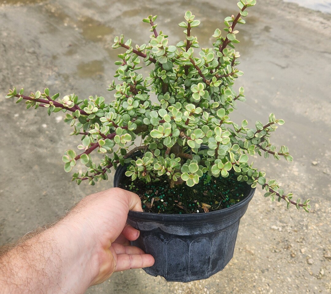 Variegated Mini Jade Bonsai Start Portulacaria Afra Grown in an 8 Pot ...