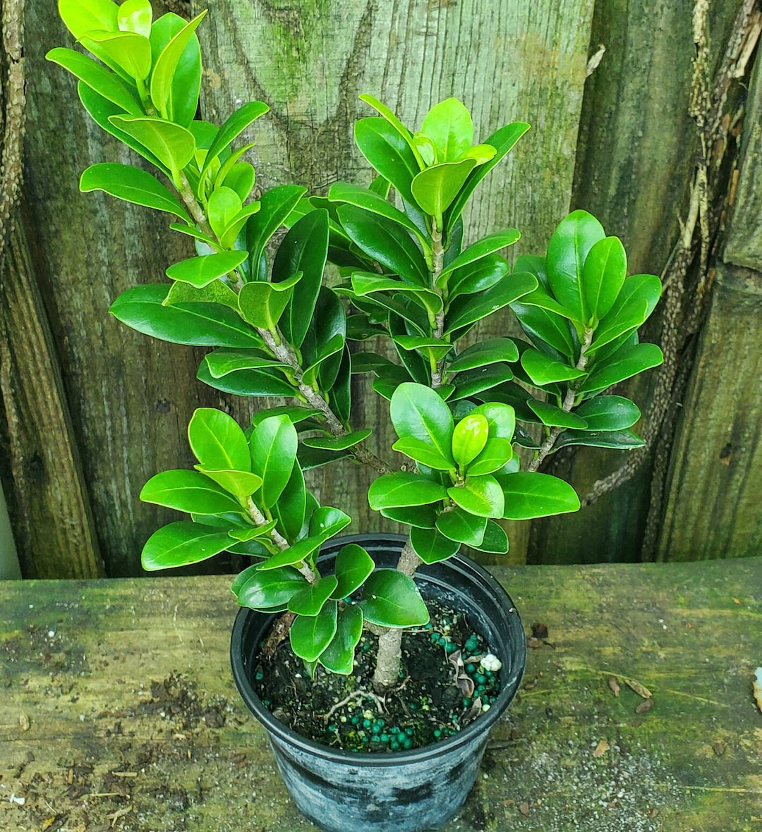 Ficus Compacta - Bonsai Start / Pre Bonsai - Live Plant - Etsy