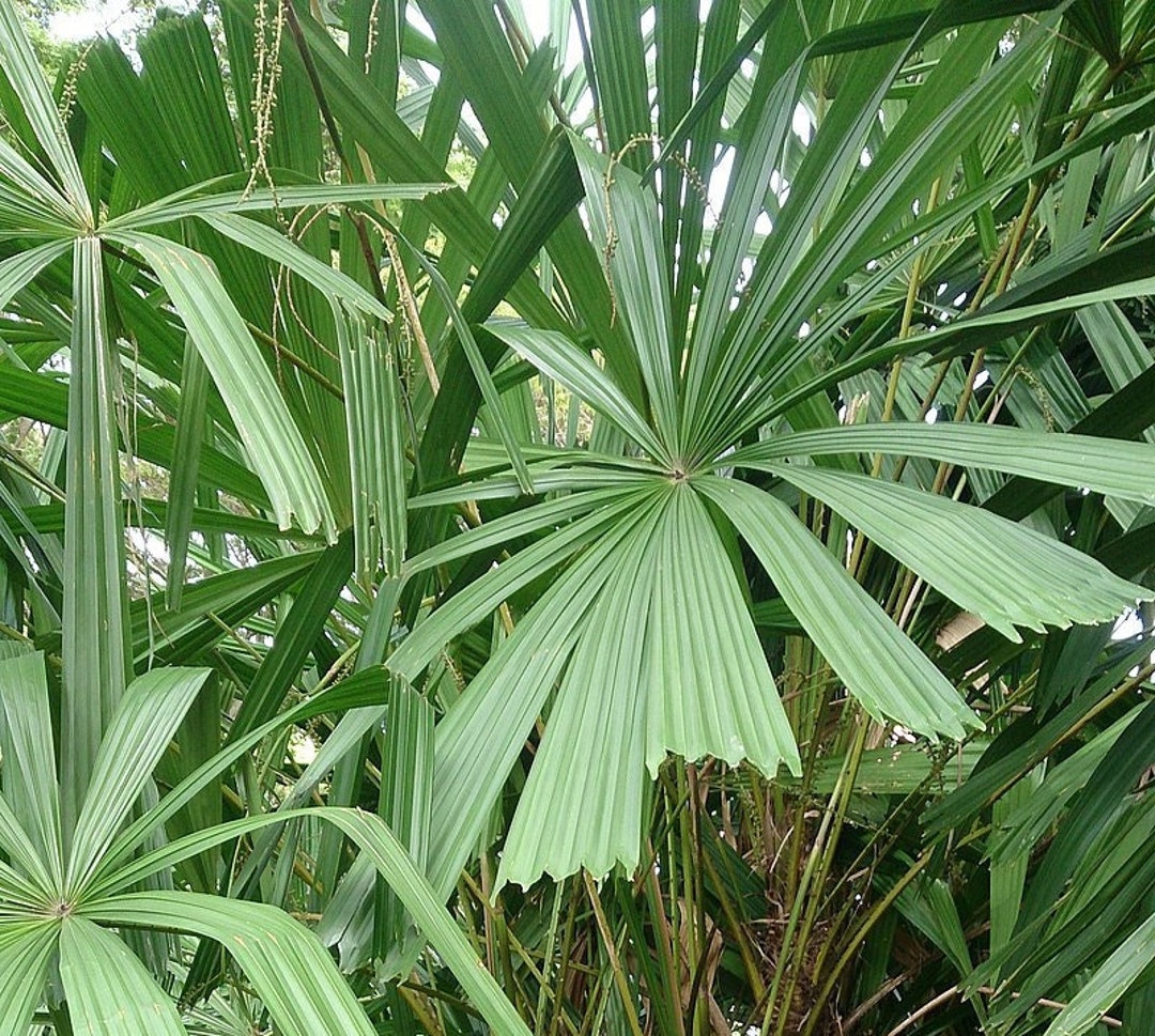Licuala Spinosa - Spiny Licuala Palm - 1 Gallon Pot - Etsy