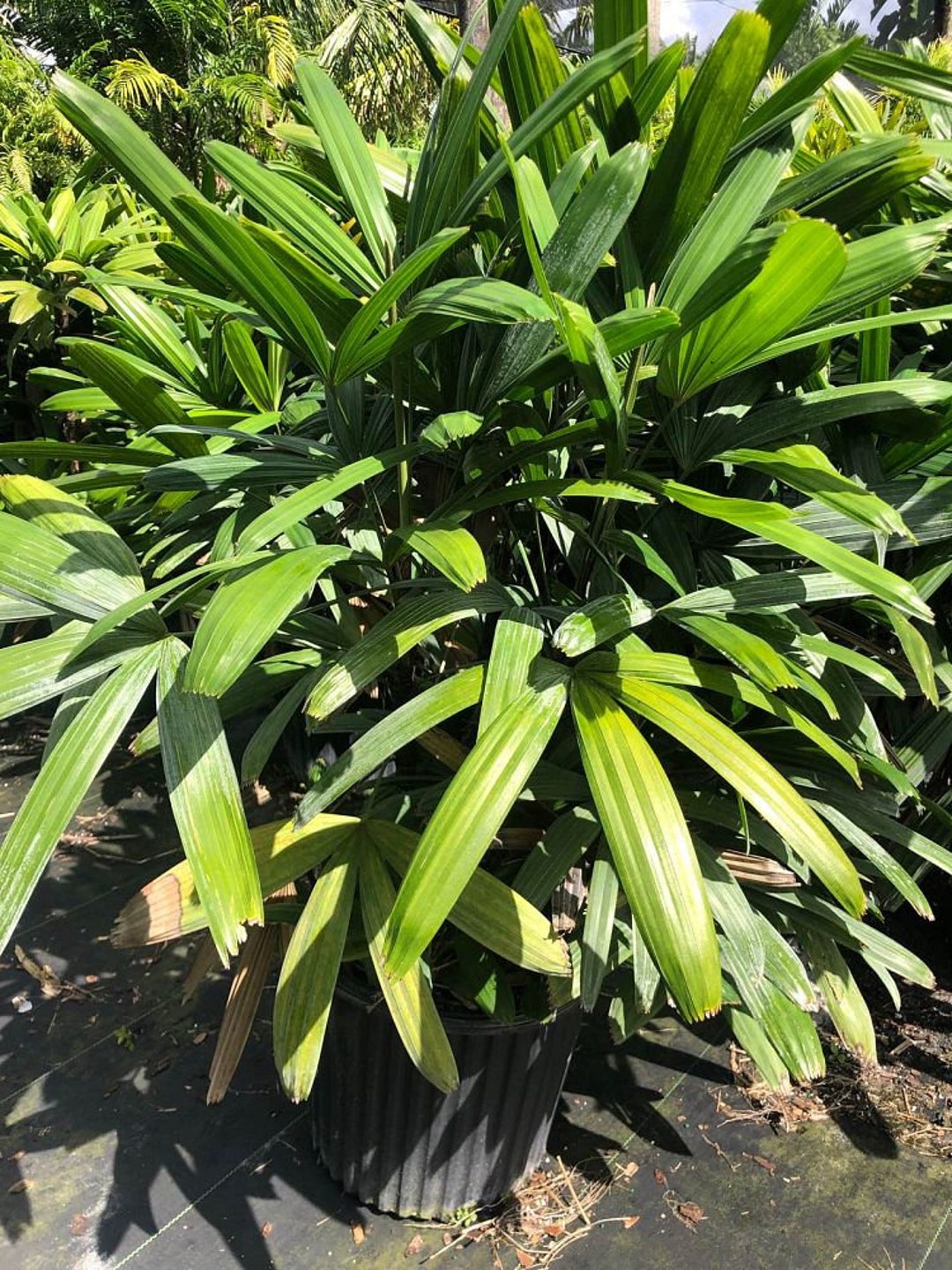 Rhapis Excelsa Var Koban Puffy Lady Palm 5 Gallon Live Plant - Etsy