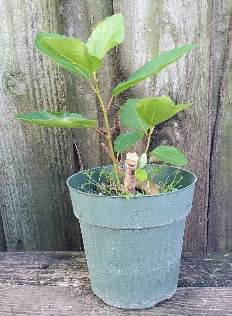 Ficus Sur Broom Cluster Fig Cape Fig Grown in a 6 - Etsy