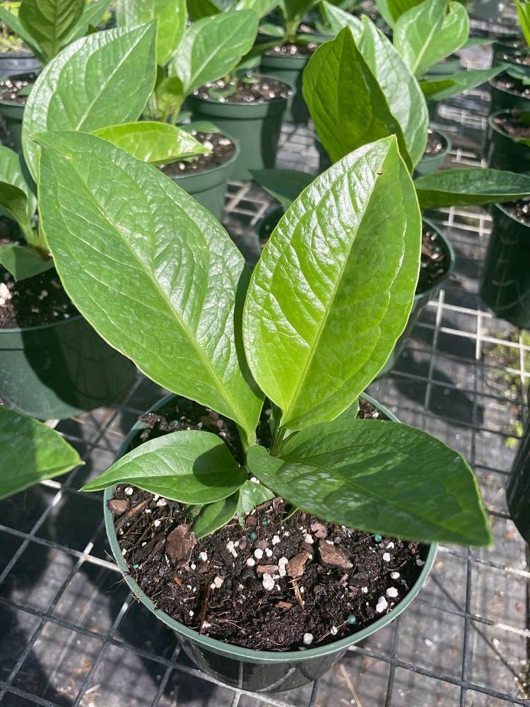 Anthurium Jenmanii - Etsy