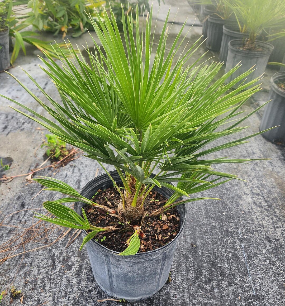 Chamaerops Humilis European Fan Palm Mediterranean Fan Palm 3 Gallon ...