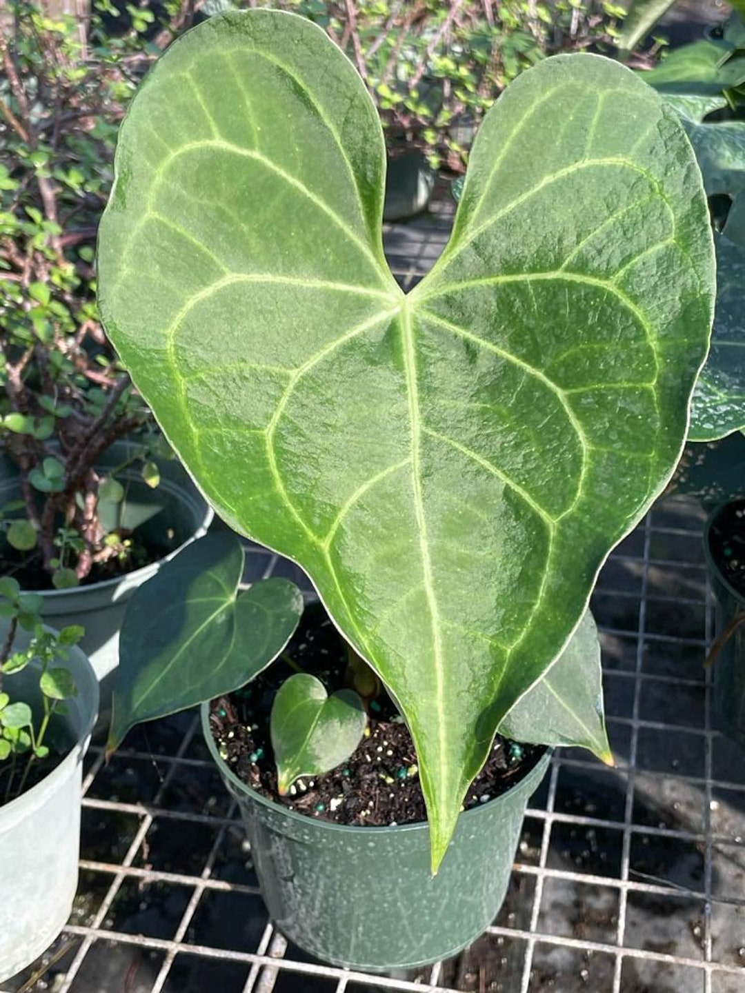 Anthurium Pterodactyl Grown in a 6 Pot - Etsy