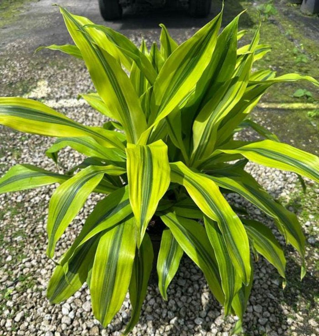 Dracaena Kristi - Live Plant - Etsy