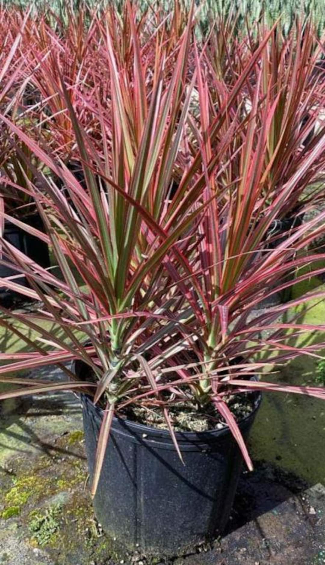 Dracaena Marginata Colorama - 3 Gallon - Etsy
