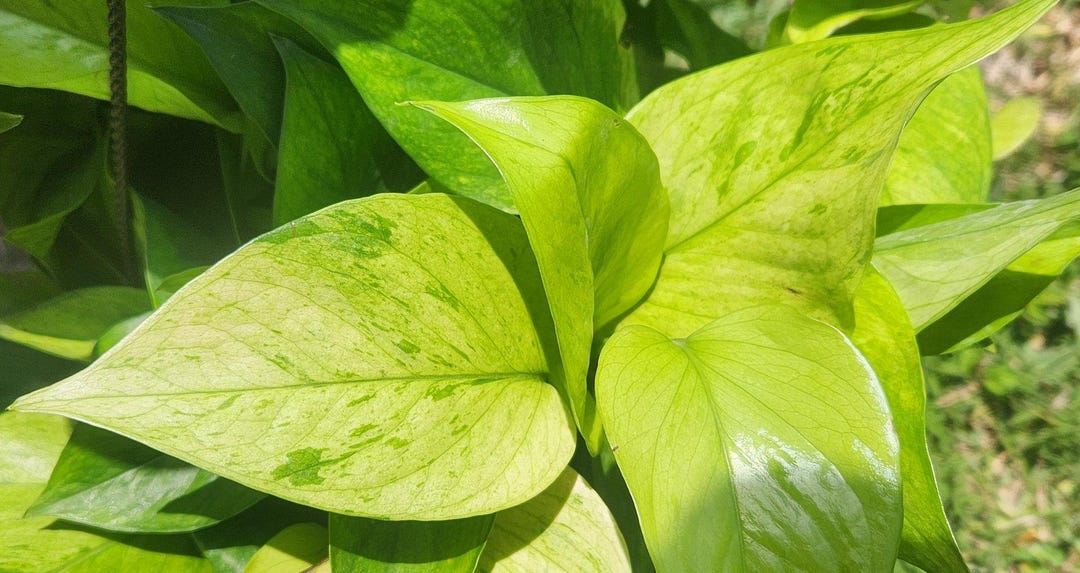Jessenia Pothos Cutting Epipremnum Aureum Jessenia - Etsy