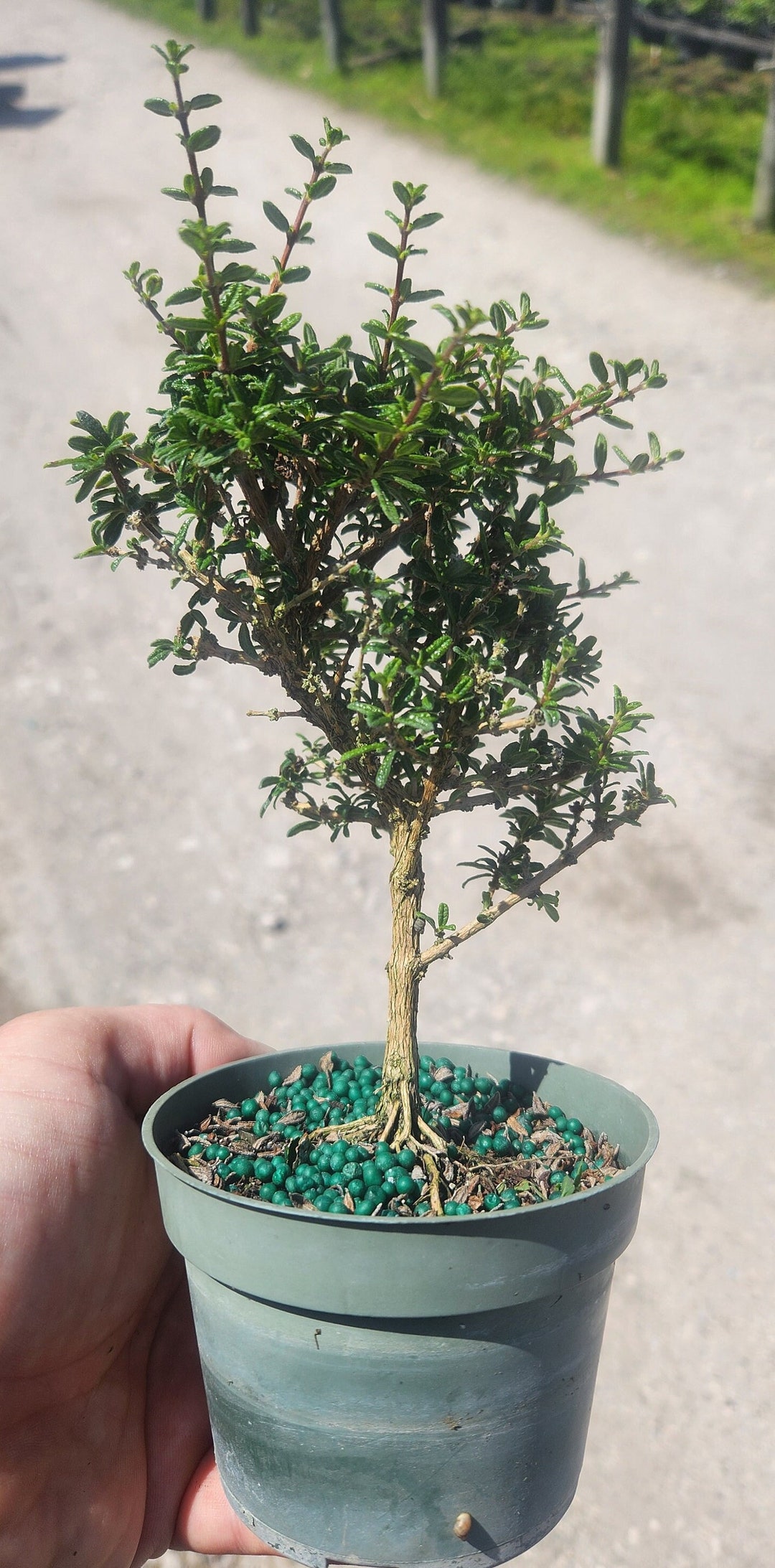 Nashia Inaquanensis - Bahama Berry Bonsai Start / Pre Bonsai - Live ...