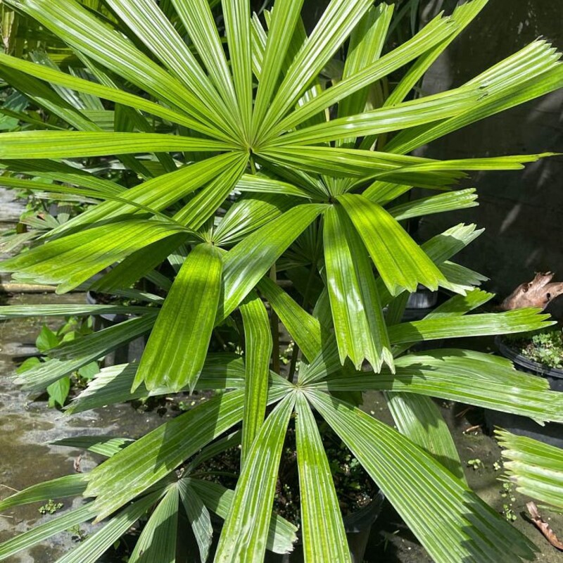Licuala Cordata - Etsy