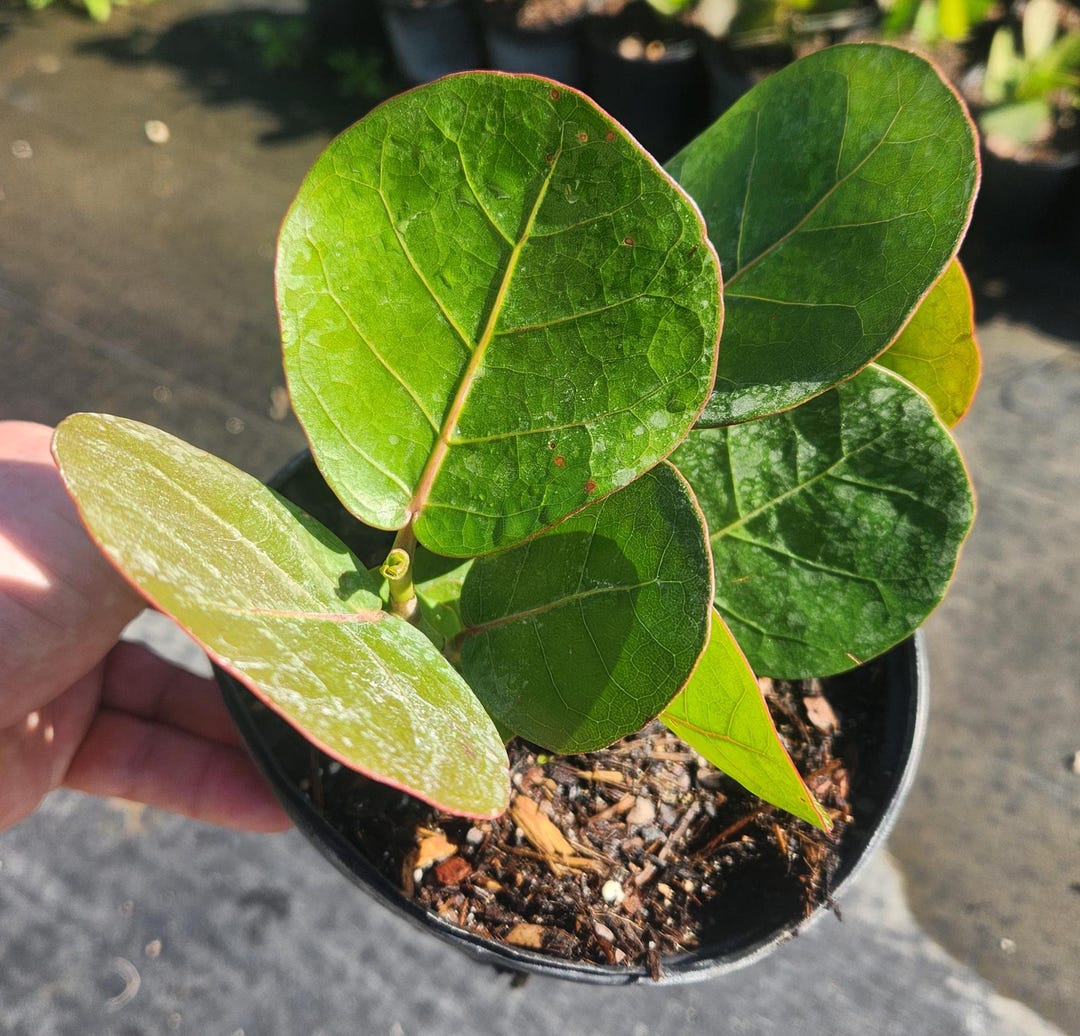 Coccoloba Uvifera - Seagrape - Live Plant - Etsy