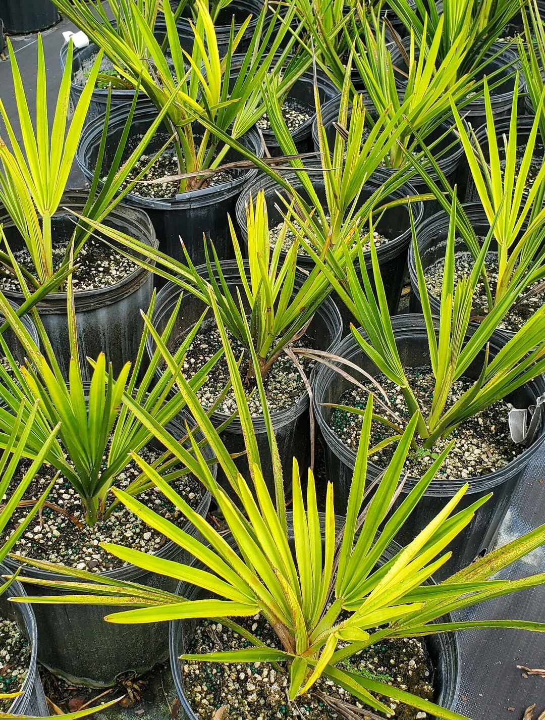 Copernicia Gigas Palm Grown in a 1 Gallon Pot - Etsy