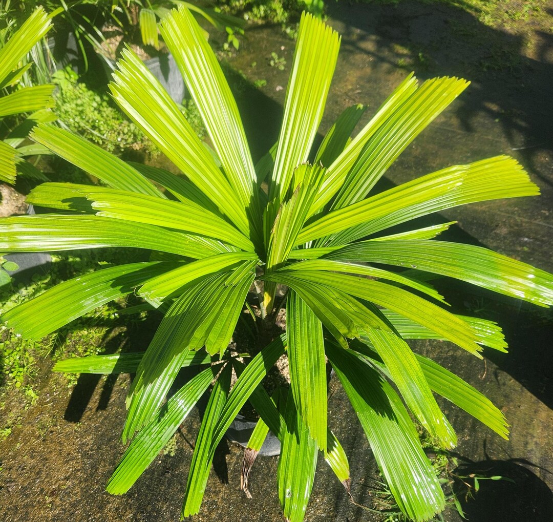Licuala Ramsayii - 3 Gallon Pot - Etsy