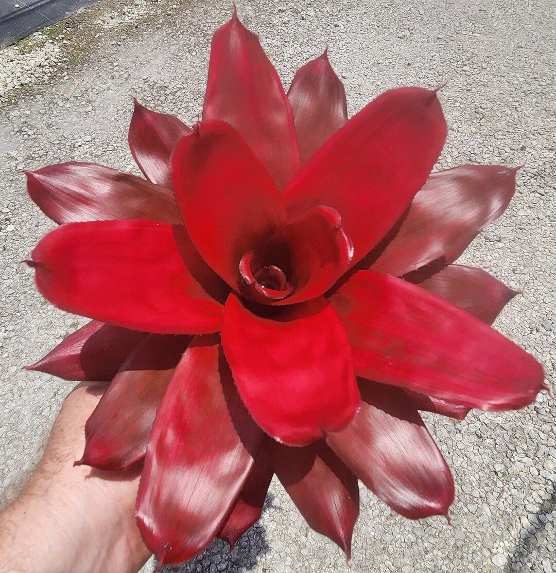 Bromeliad Neoregelia Maria (P.) - Live Plant - Etsy